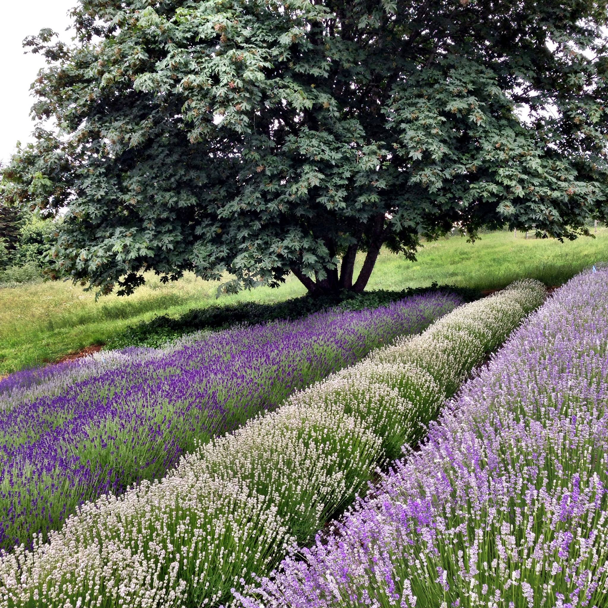 Meet-the-Farmers: RavenCroft - Lavender Northwest