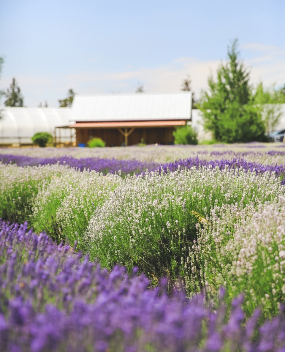 Meet-the-Farmers: Victoria's Lavender and Tumalo Lavender - Lavender ...