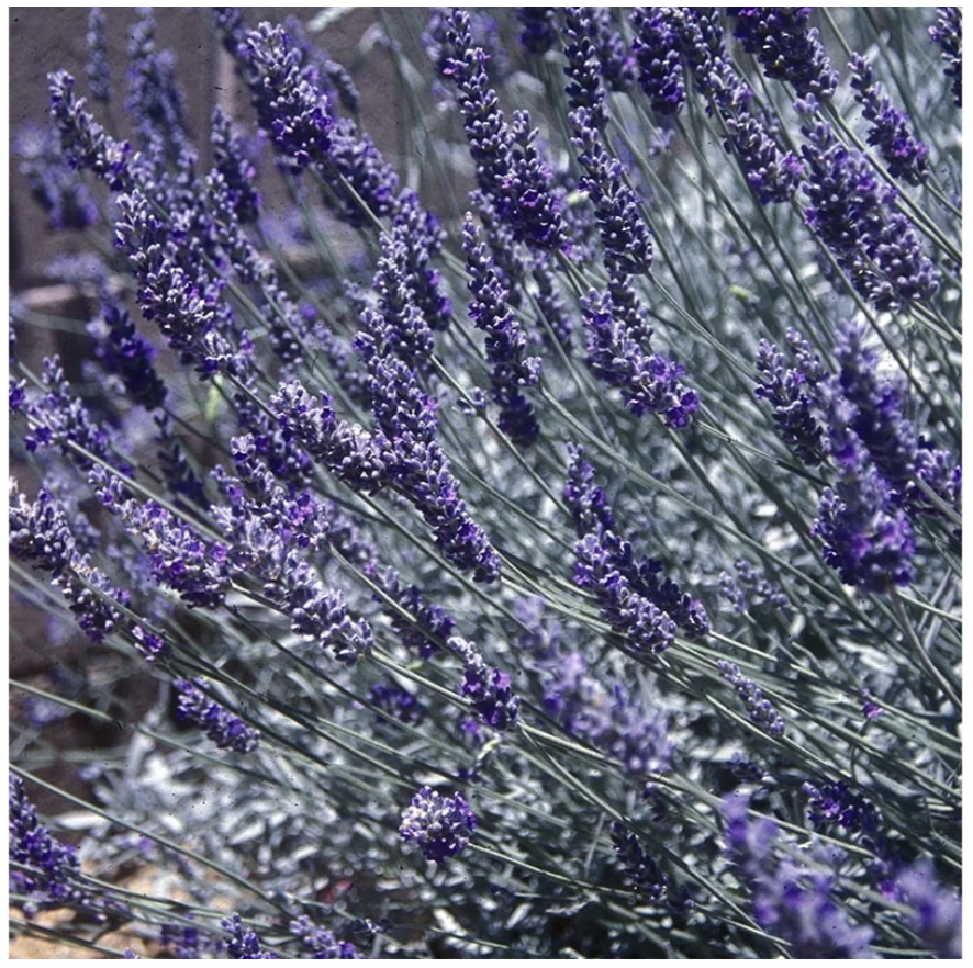 Lavender Cultivars: Lavandula x Chaytorae - Lavender Northwest