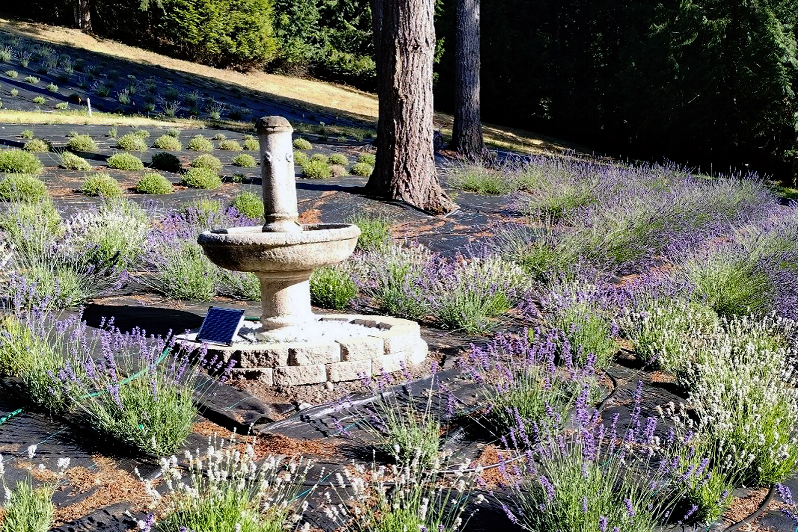 Meet-the-Farmers: Astrid's Lavender Farm - Lavender Northwest
